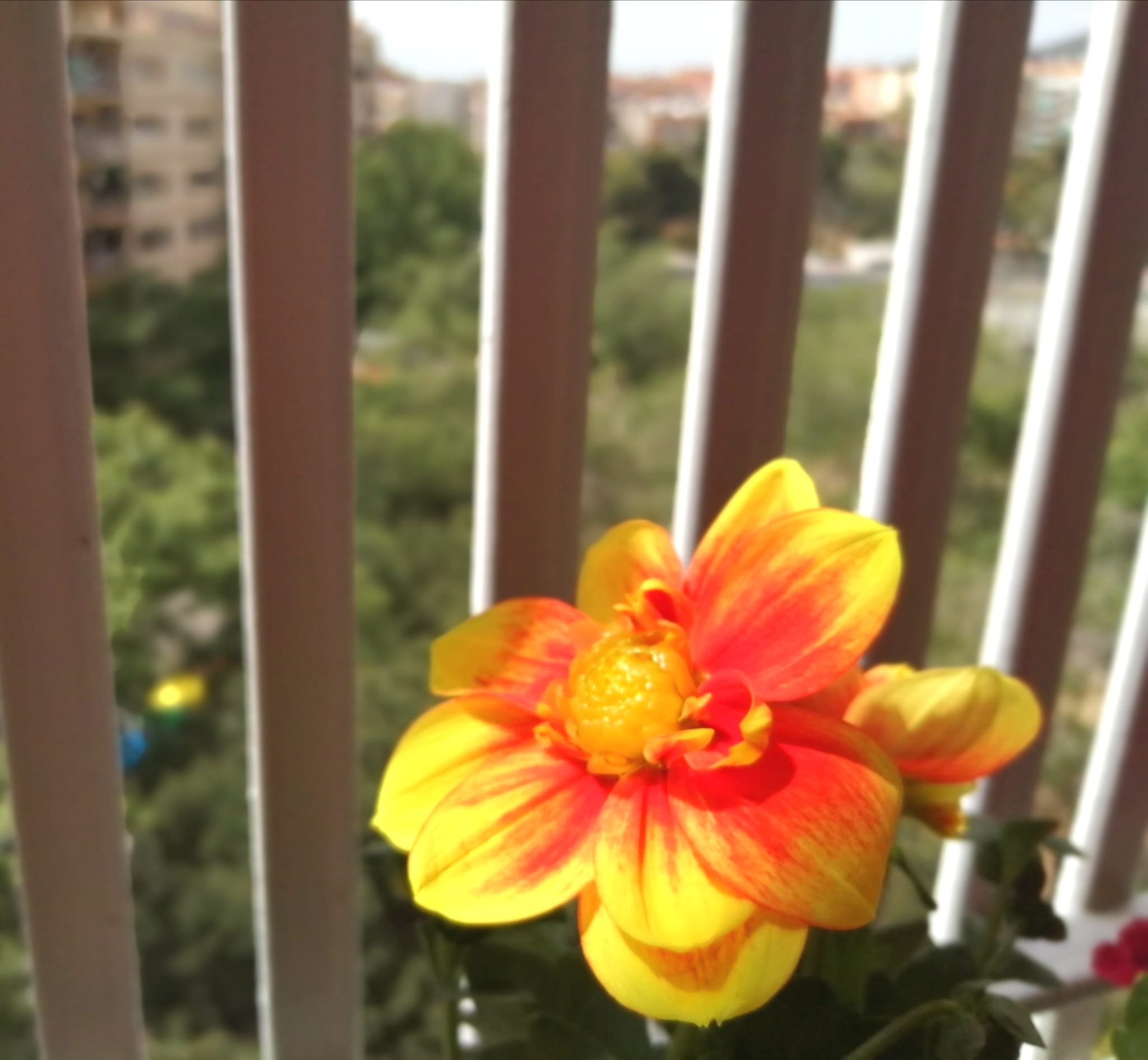 La flor de Isa Hernández | Asociación Cultural Canaria de Escritores/as ...